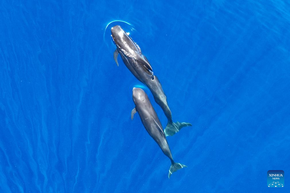 Large number of cetaceans witnessed in S China's Hainan-Xinhua