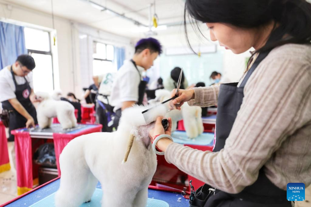 China Focus: China's pet economy thrives with rise of responsible ...