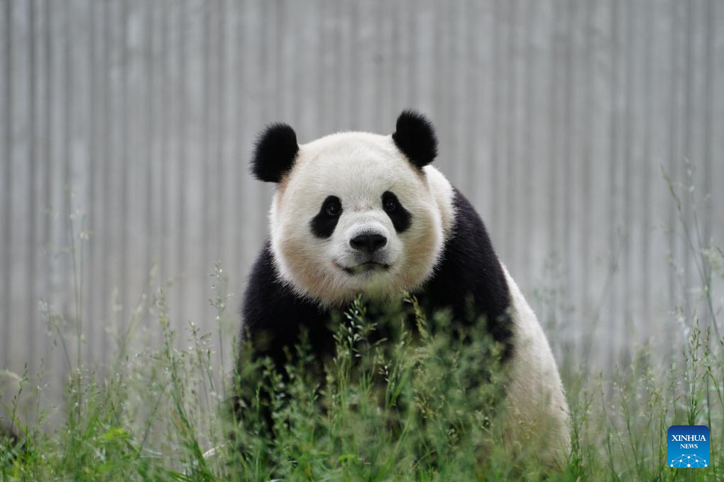 China's panda pair hits the road to United States-Xinhua
