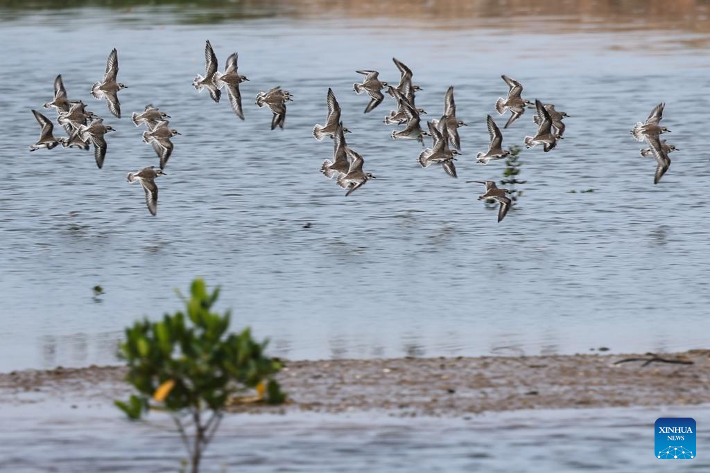 Hainan attracts migratory birds thanks to improved ecological ...