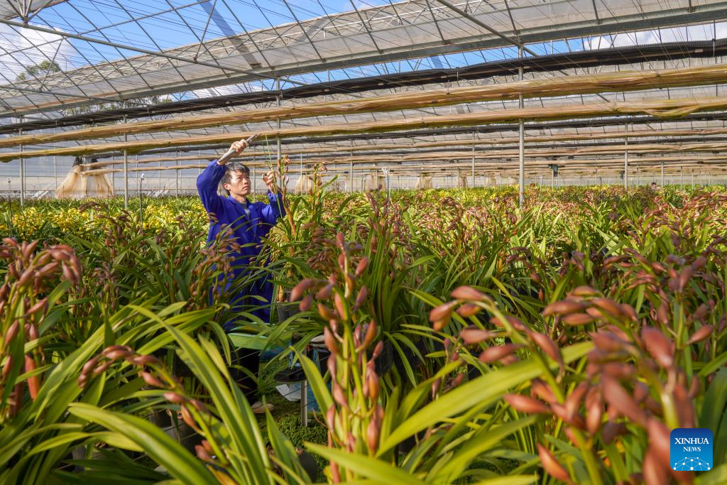 Flower markets in China's Yunnan start annual peak season-Xinhua