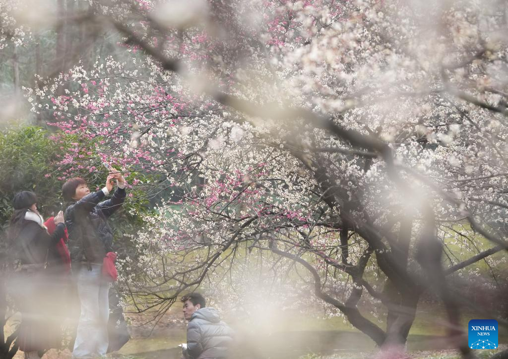 Tourists enjoy plum blossoms at Lingfeng Mountain in Hangzhou-Xinhua