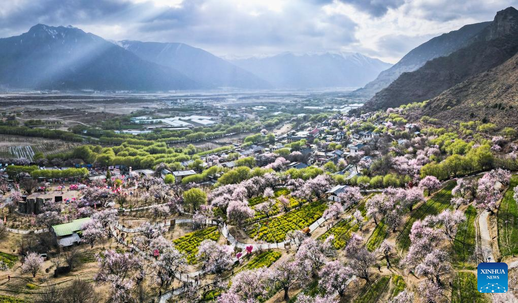 Peach blossoms in full bloom in Nyingchi, China's Xizang -Xinhua