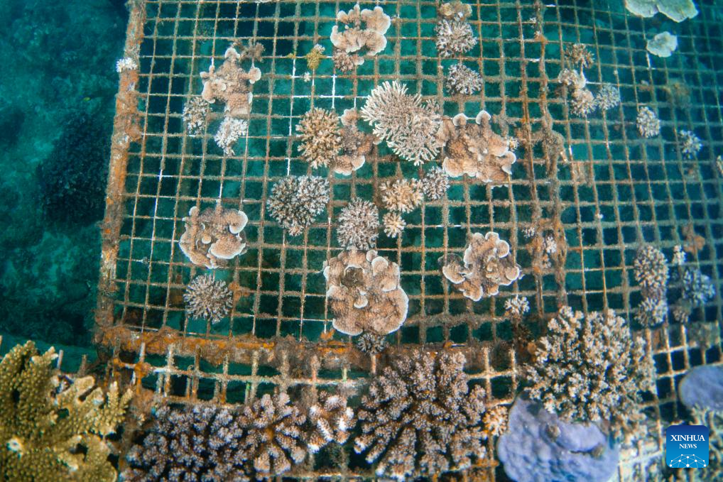 A glimpse of marine ranch in waters off Wuzhizhou Island in Sanya ...