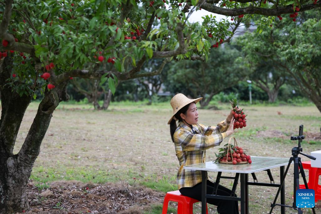 Lychees industry thriving in Maoming, S China -Xinhua