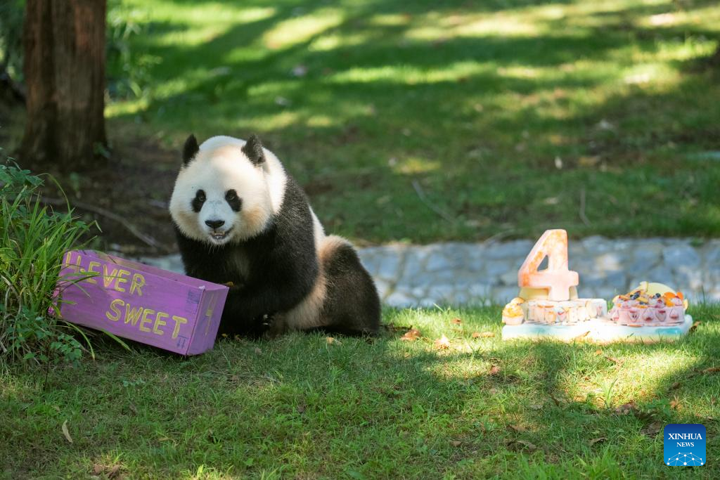 Giant panda Qing Bao celebrates 4th birthday at Washington zoo-Xinhua