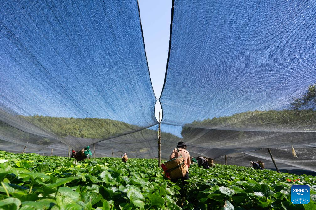 Baoshan City promotes standardized and large-scale planting of wasabi ...