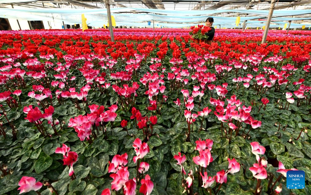 In pics: flower plants of various kinds bloom at flower base in Hebei ...